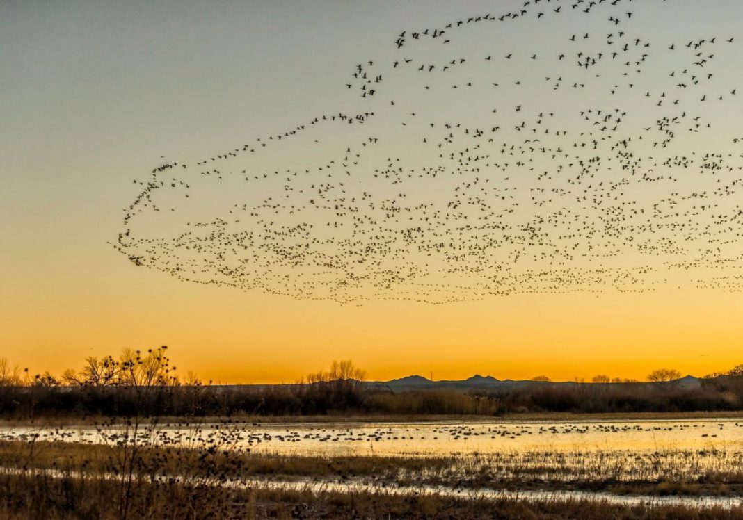 Día Mundial de las Aves Migratorias: ¿Hacia dónde van y de quién huyen?