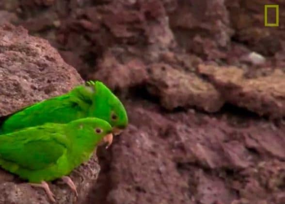 National Geographic documenta los chocoyos del fuego en el Volcán ...