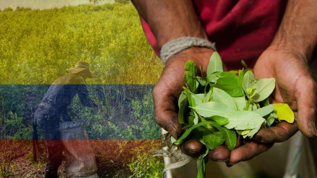 Cultivo de coca en Colombia alcanza los niveles más altos