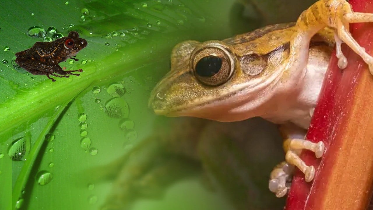 Científicos De Ecuador Descubren 6 Nuevas Especies De Ranas