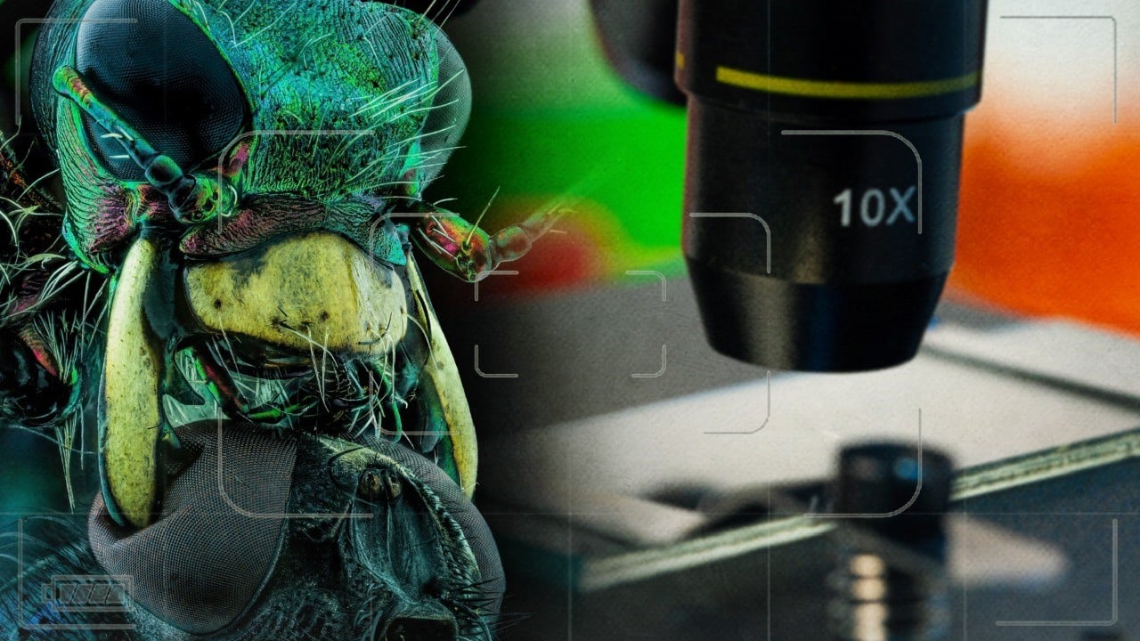 Nikon Small World: Las mejores imágenes microscópicas del 2022