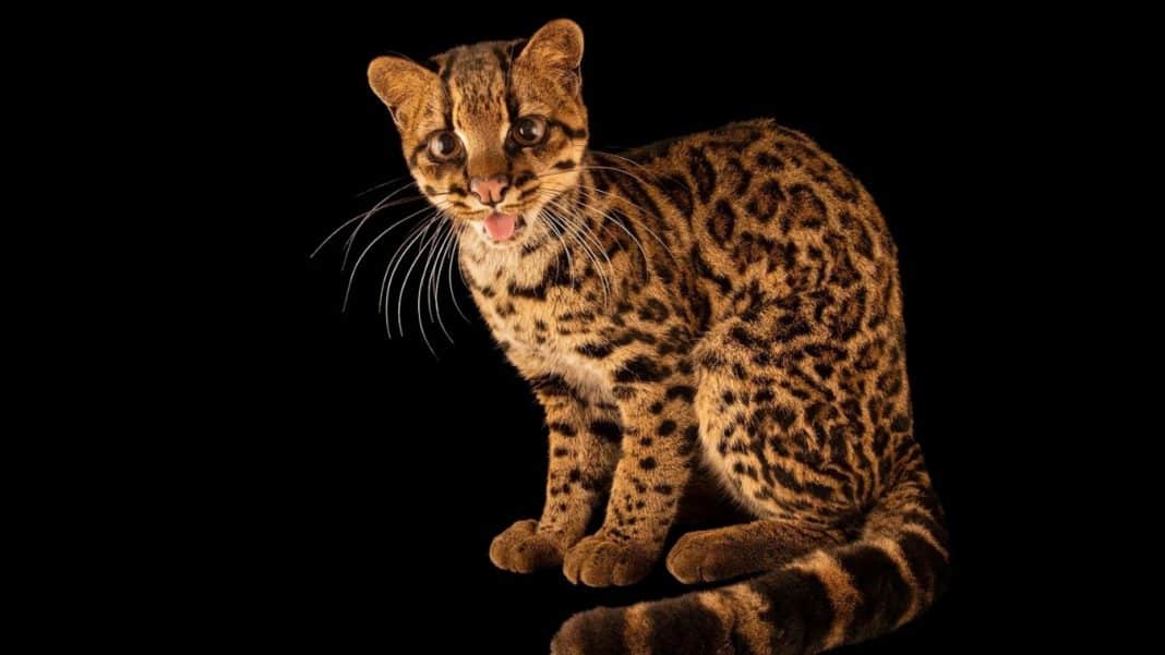 Esta es la nueva especie de tigrillo descubierta por científicos