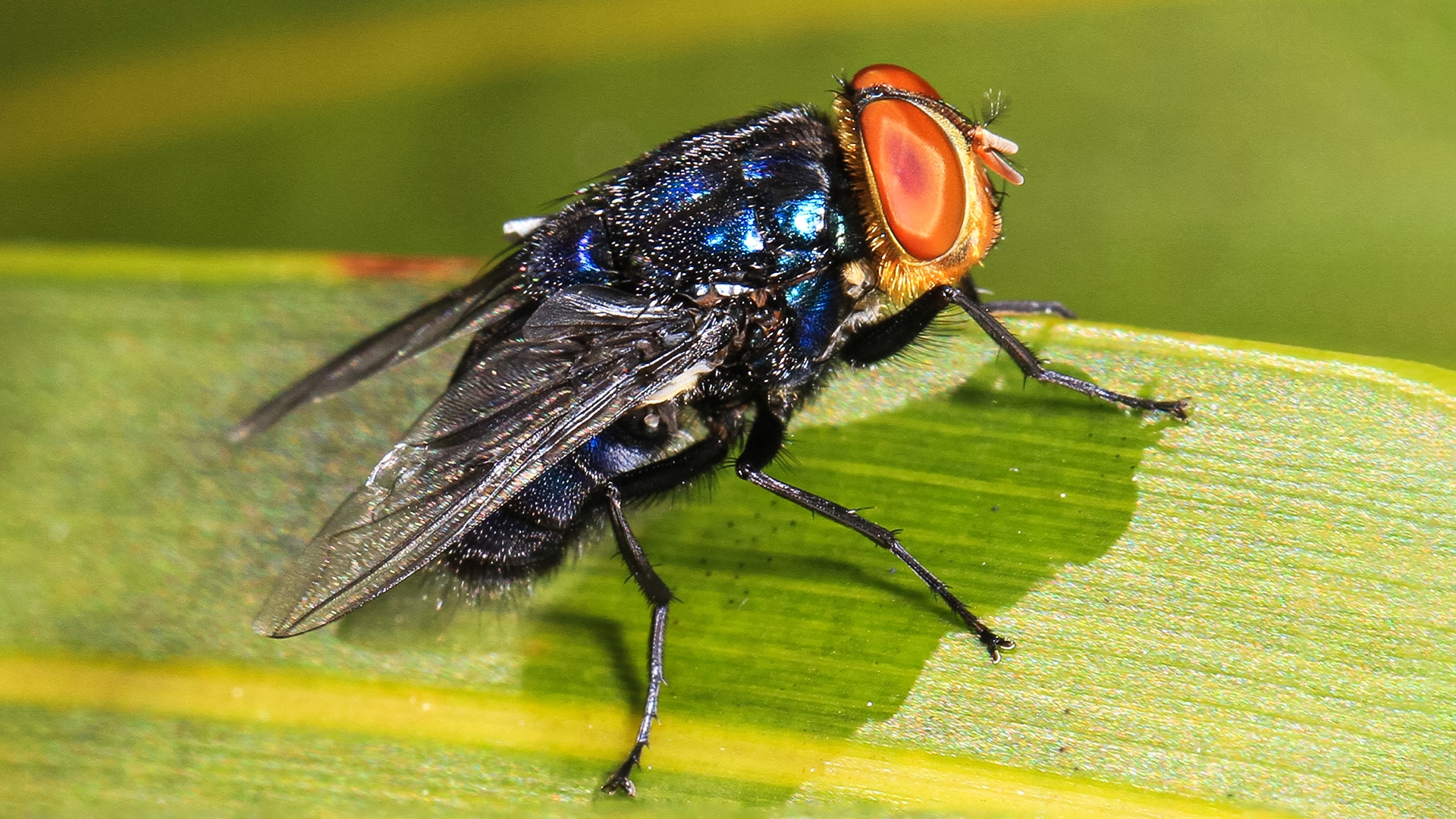 Costa Rica en alerta ante primera muerte de paciente por miasis de ...