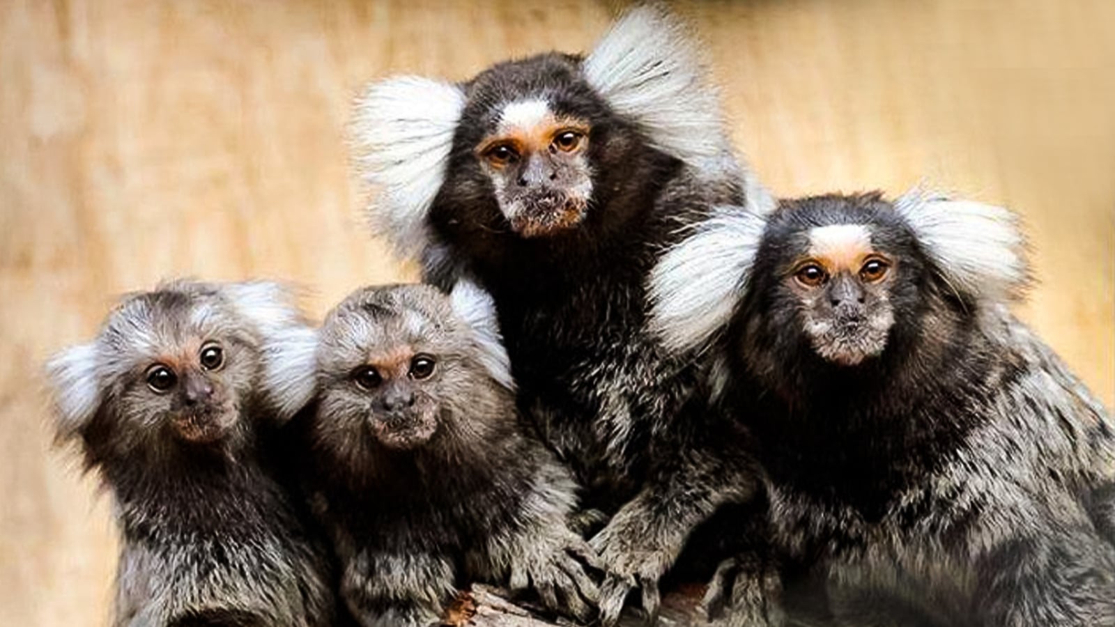 Monos tití se llaman por nombres entre sí